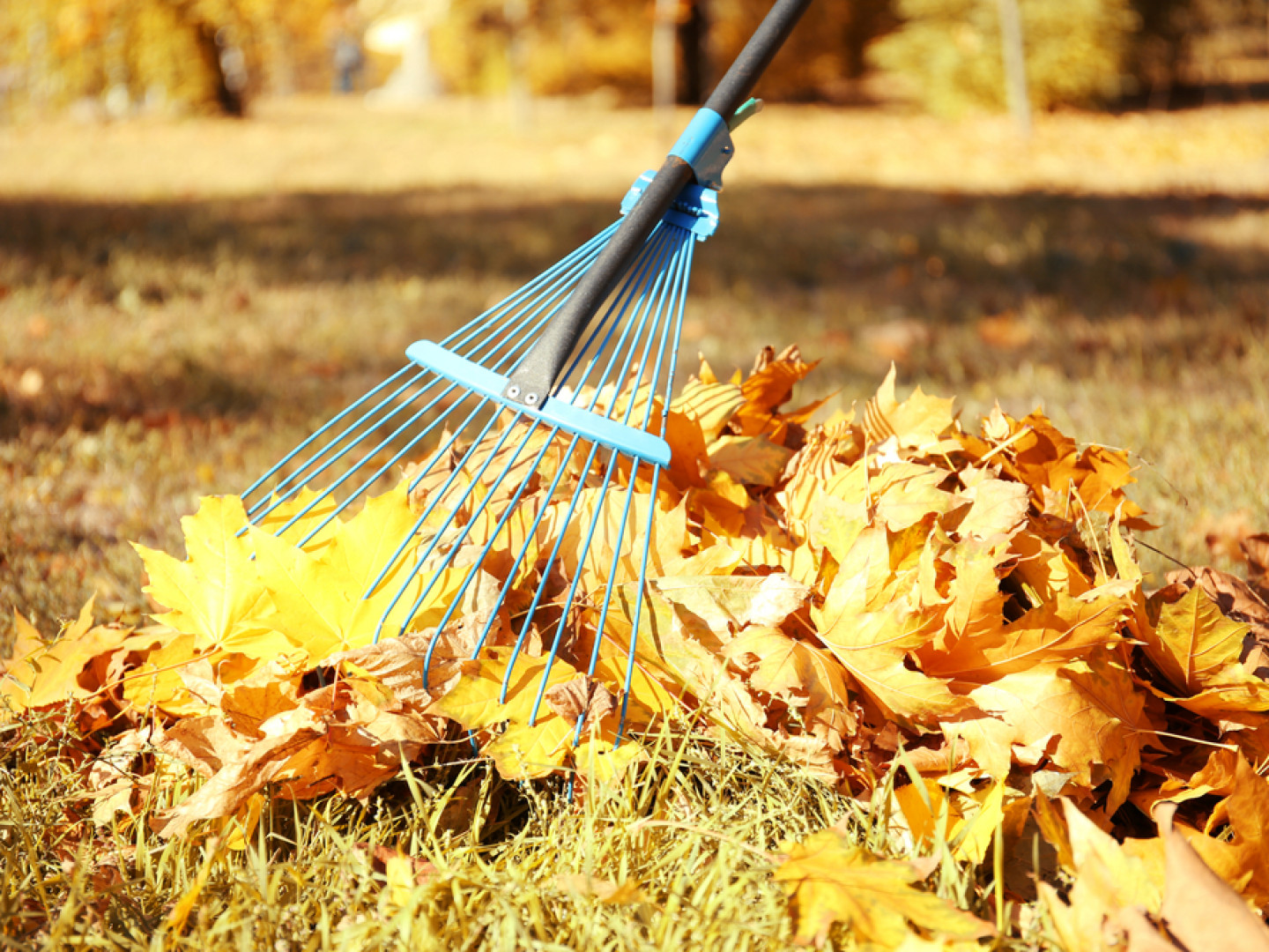 Residential Fall Cleanup | JCL Turf Pro & Landscape